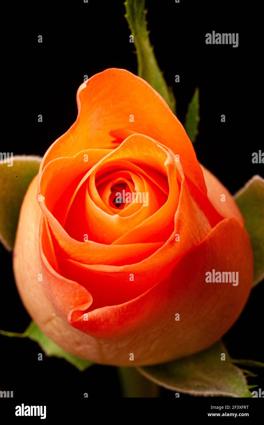 Very closed rosebud hi-res stock photography and images - Alamy