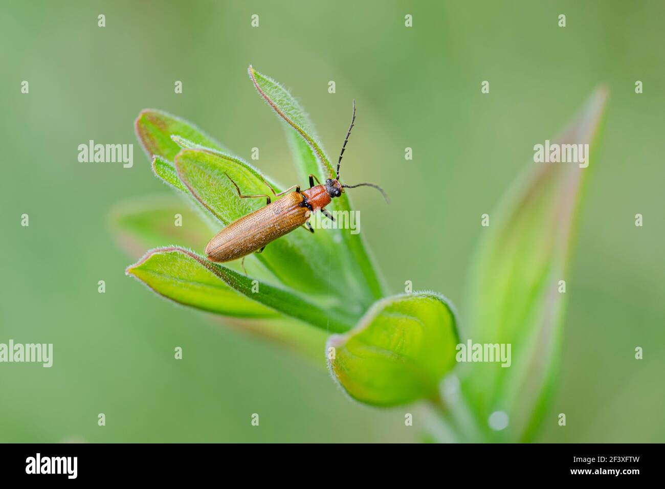 Click Beetle Larva High Resolution Stock Photography and Images - Alamy
