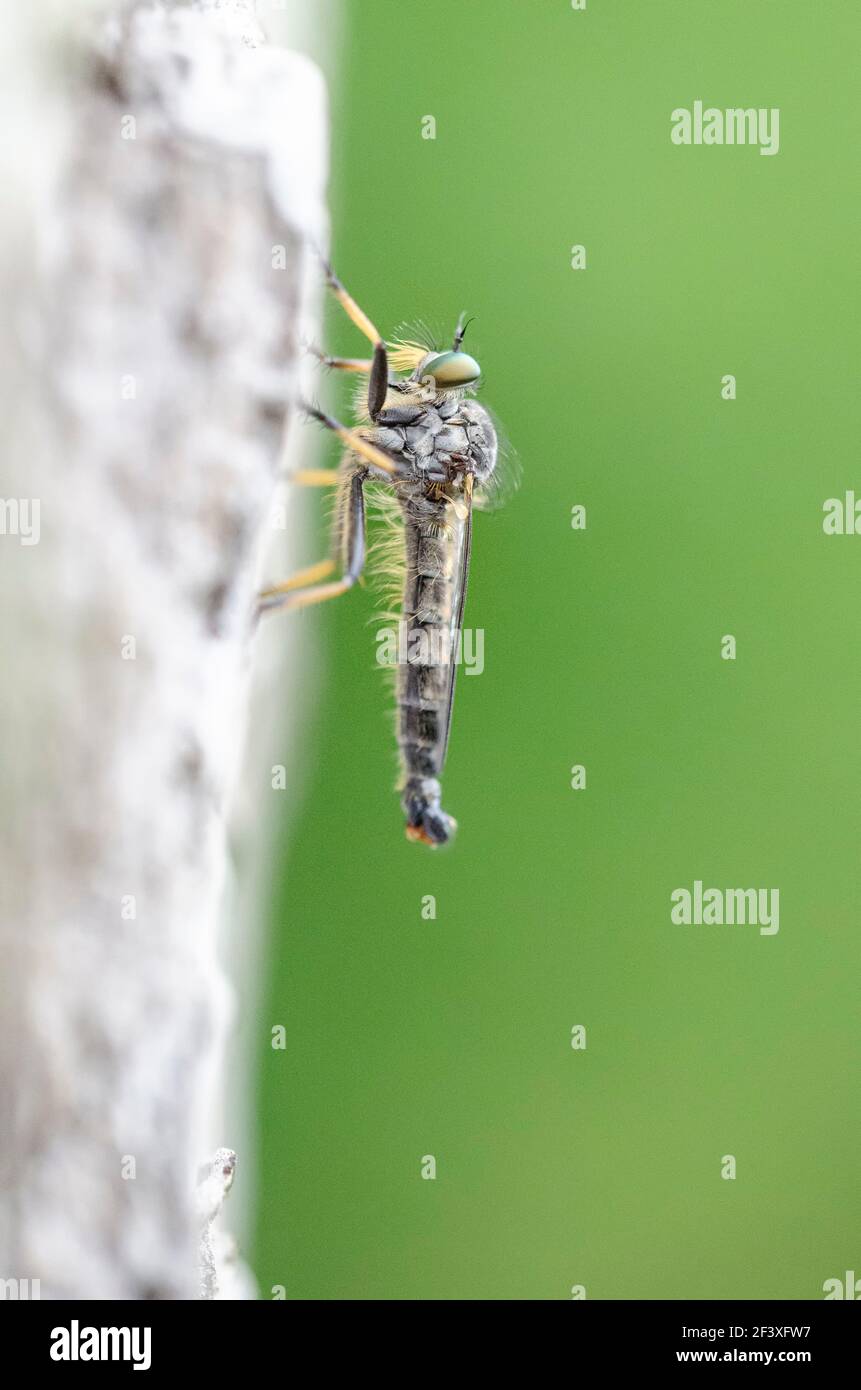 Robber fly resting on leaf hi-res stock photography and images - Alamy