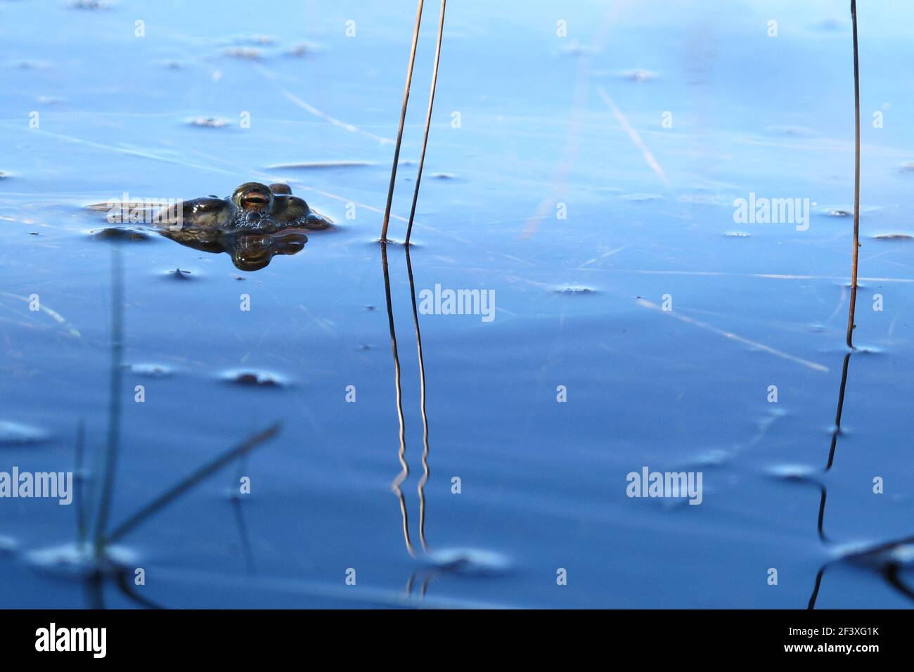 Common toad - European toad (Bufo bufo) in reflective blue water with ...