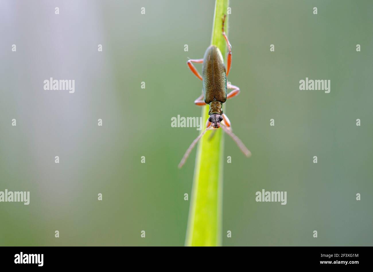 Macro of Chrysomelidae Donacia clavipes Stock Photo - Alamy