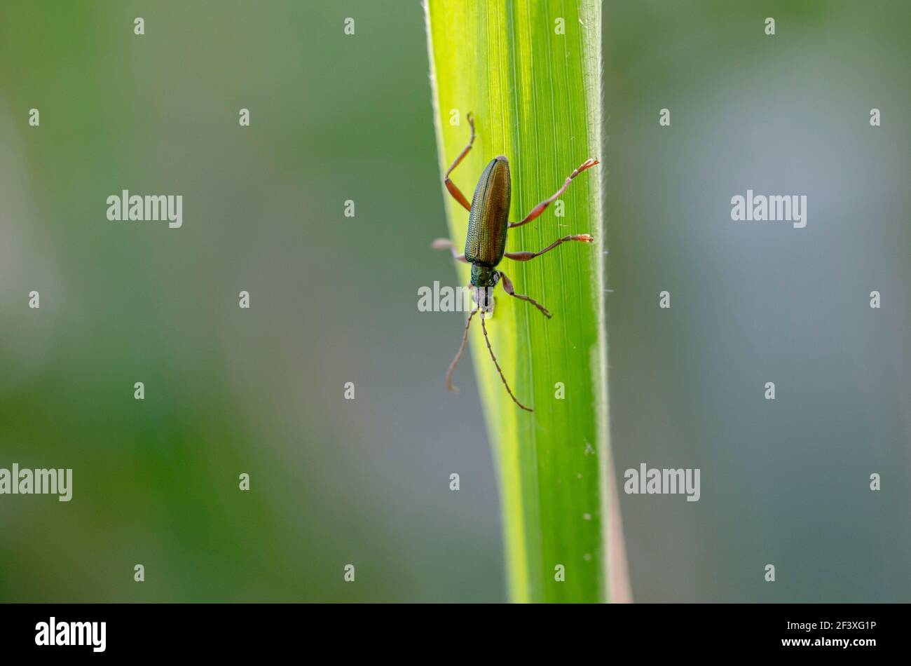 Macro of Chrysomelidae Donacia clavipes Stock Photo - Alamy