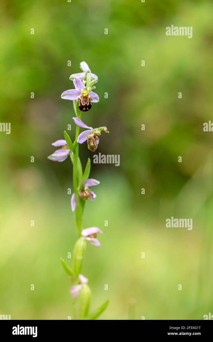 Bee Orchid Ophrys apifera blooming Stock Photo - Alamy