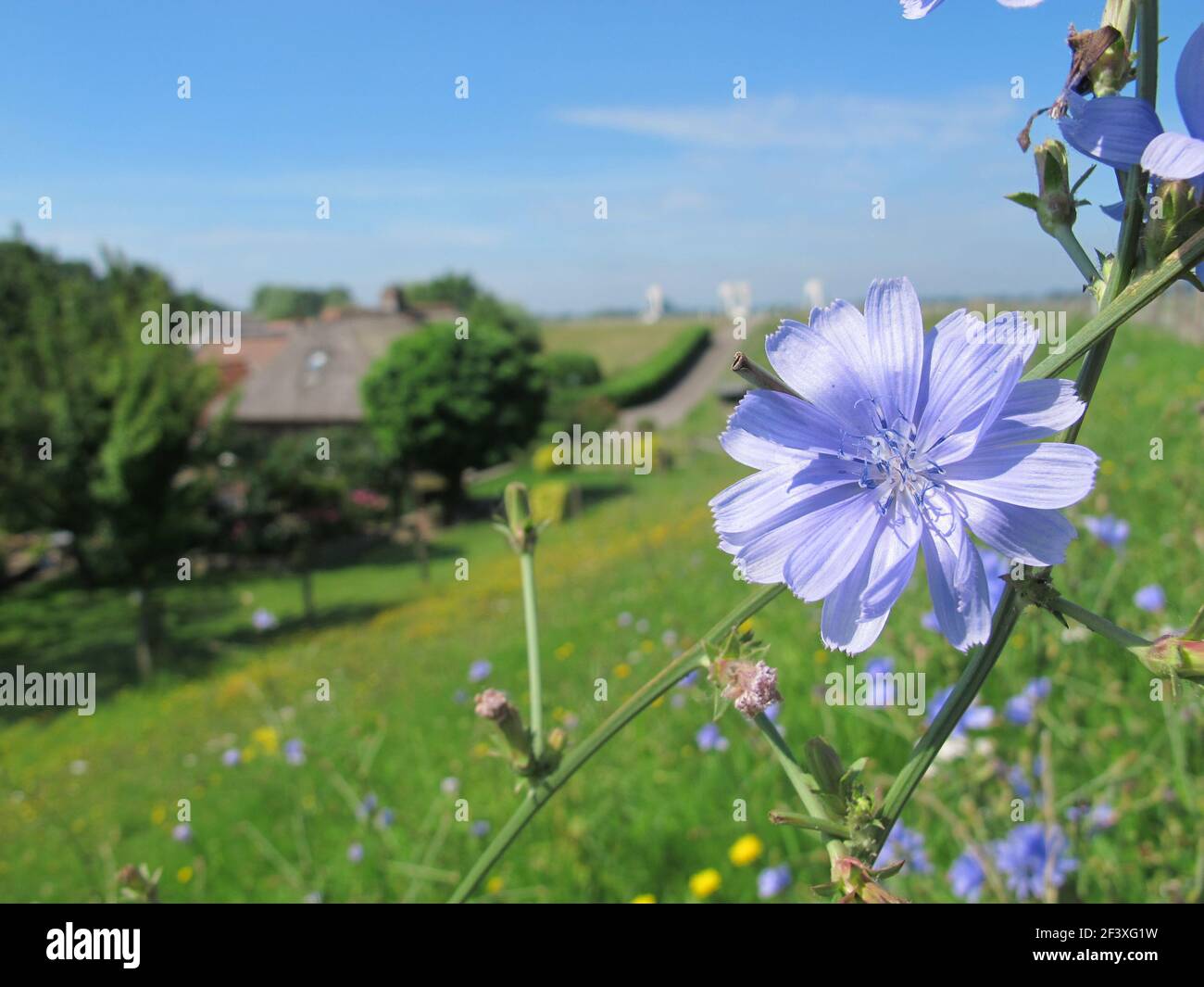 Blue roadside flower hi-res stock photography and images - Alamy