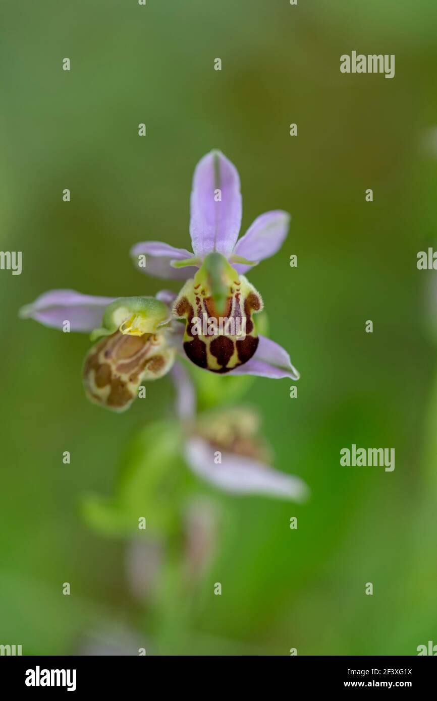 Bee Orchid Ophrys apifera blooming Stock Photo - Alamy