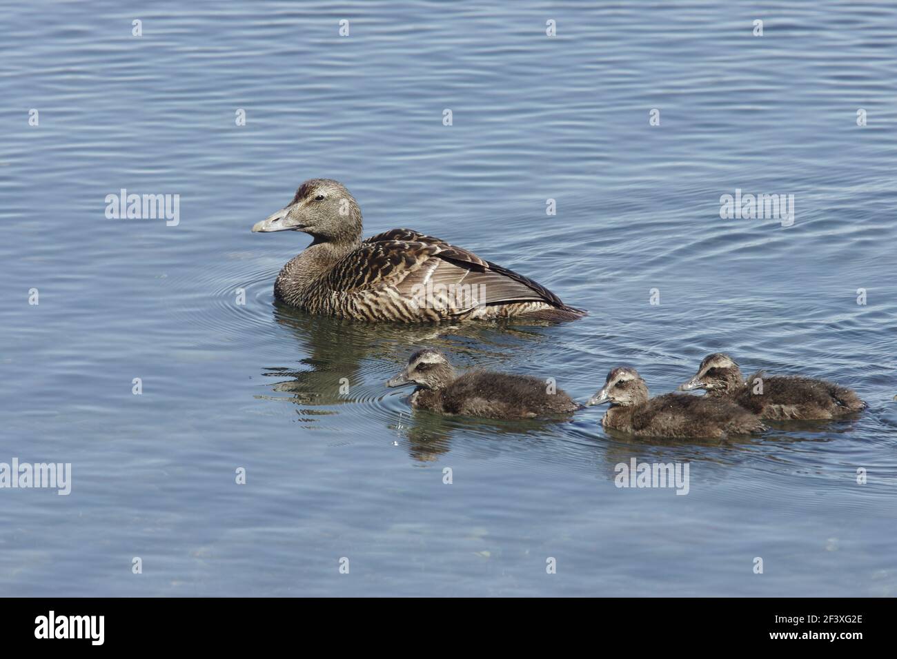 Common Eider - Female swimming with chicks Somateria mollissima ...