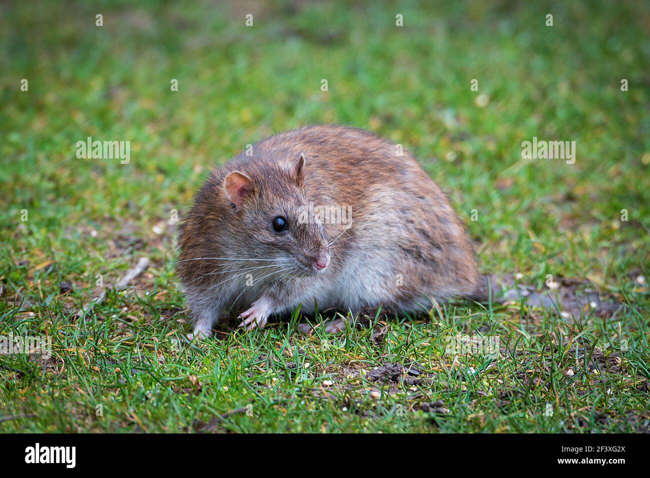 A brown rat Stock Photo - Alamy
