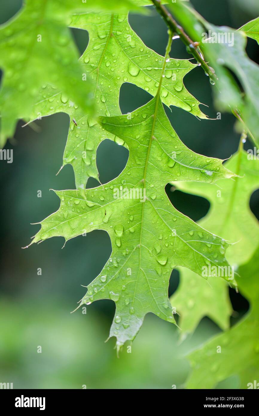Leaf under rain hi-res stock photography and images - Alamy