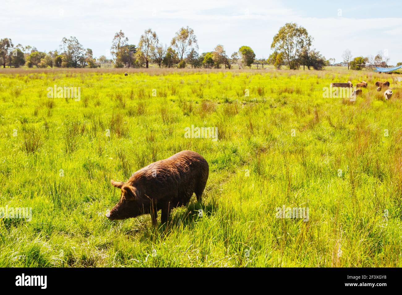 Pig farm australia hi-res stock photography and images - Alamy