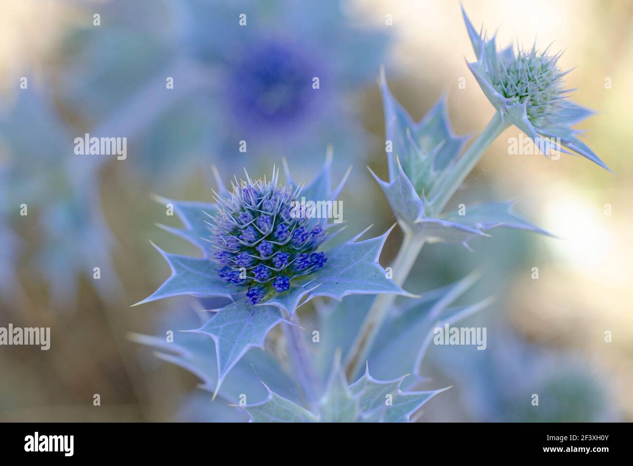 Blue thistle growing on a sandy beach Stock Photo - Alamy