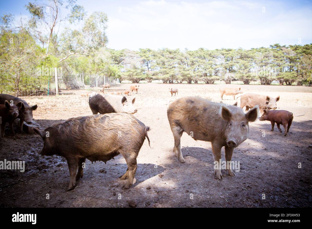 Pig farm australia hi-res stock photography and images - Alamy