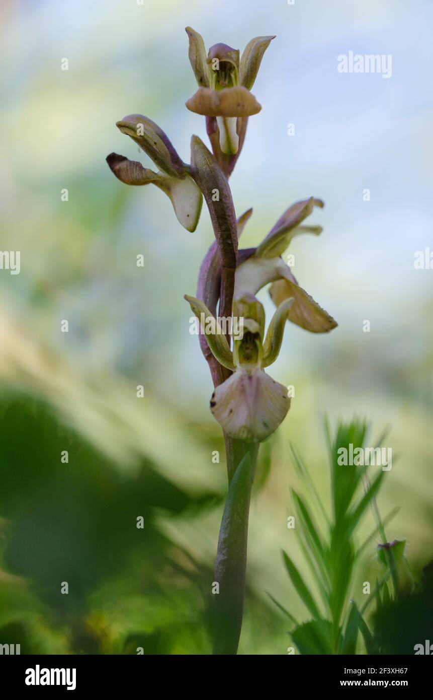 Wild Orchids of Crete Stock Photo - Alamy