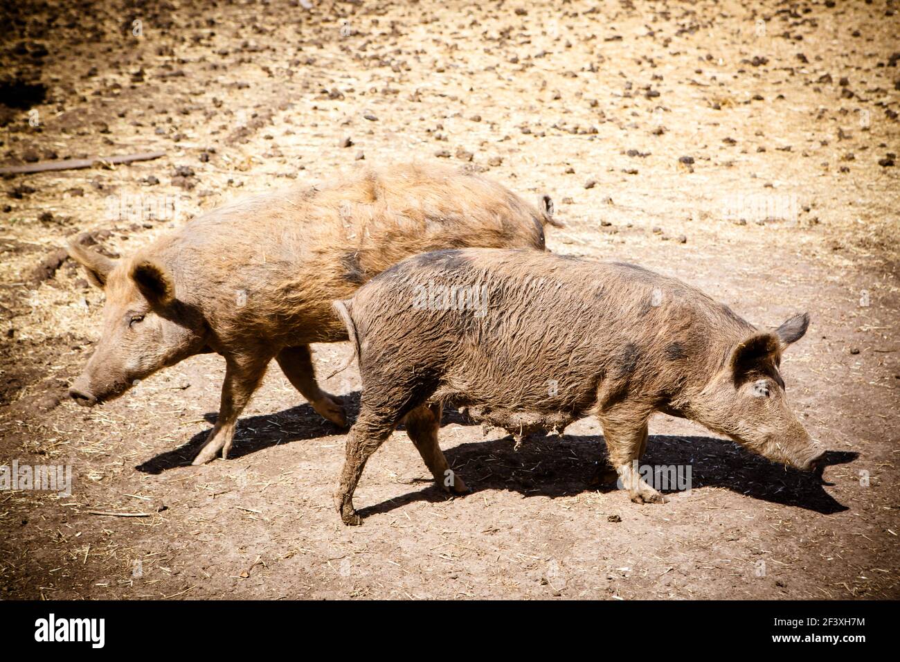 Pigs on a Farm in Australia Stock Photo - Alamy