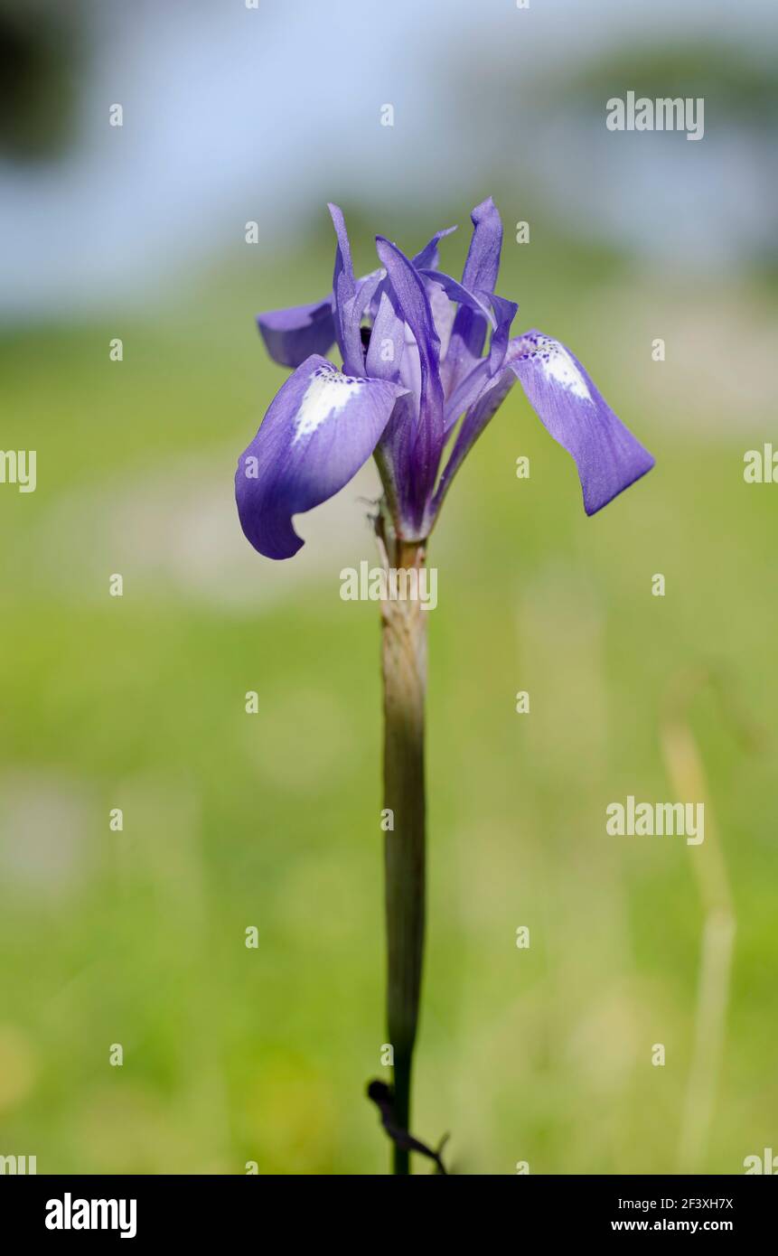 Iris tuberoa hi-res stock photography and images - Alamy