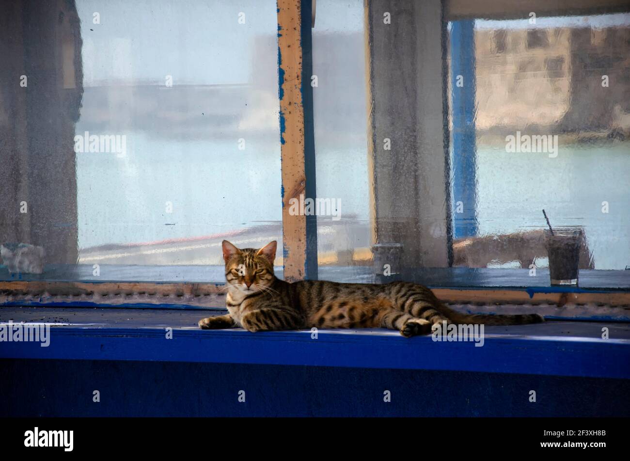 Cat laying and relaxing in Palaeochora, Crete, Greece Stock Photo - Alamy