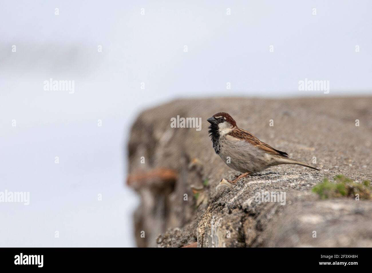 Italian sparrow Passer italiae from Crete, Greece Stock Photo - Alamy