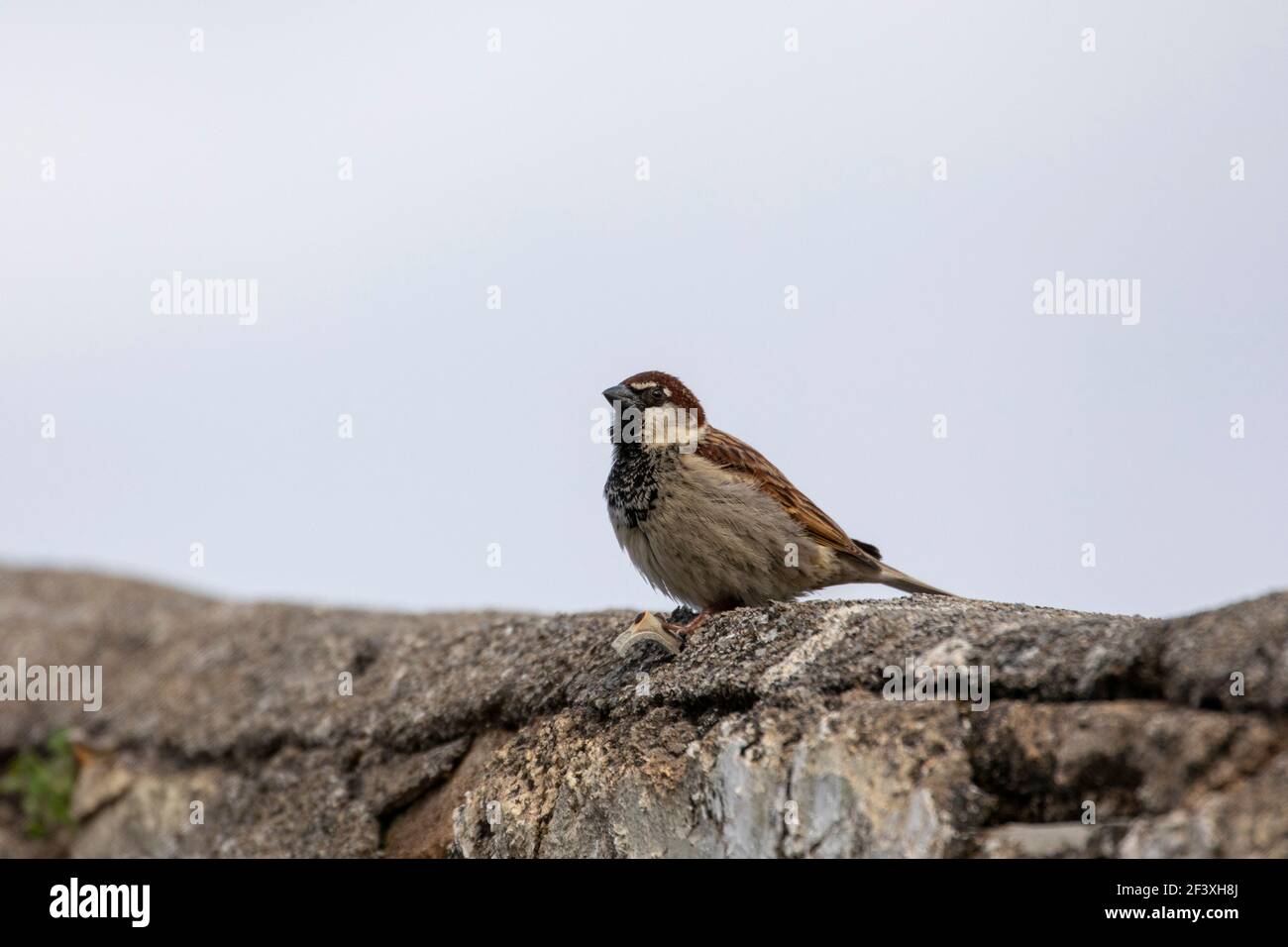 Italian sparrow hi-res stock photography and images - Alamy