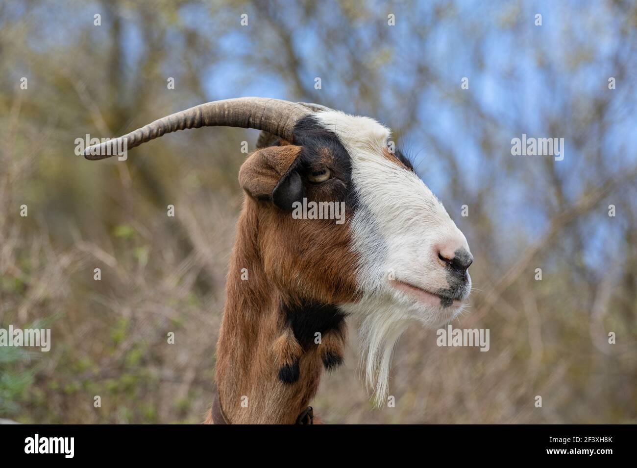 Greek goat farming hi-res stock photography and images - Alamy