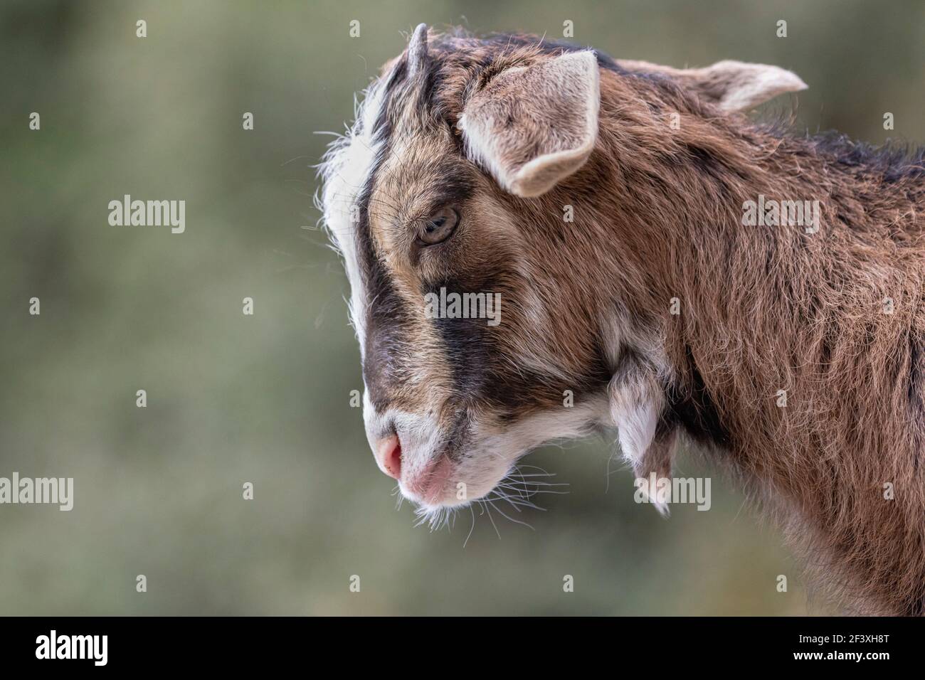 Greek goat farming hi-res stock photography and images - Alamy