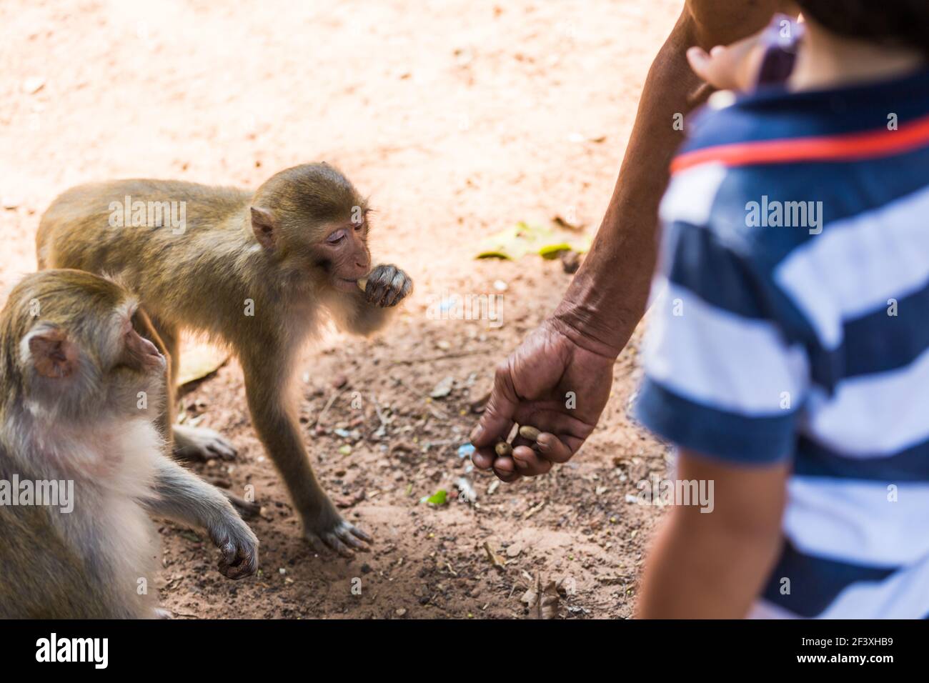 monkey taking food from human's hand kind Stock Photo - Alamy