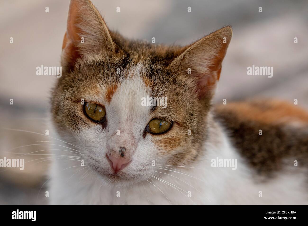 Cat Portrait in greek tavern on crete Stock Photo - Alamy