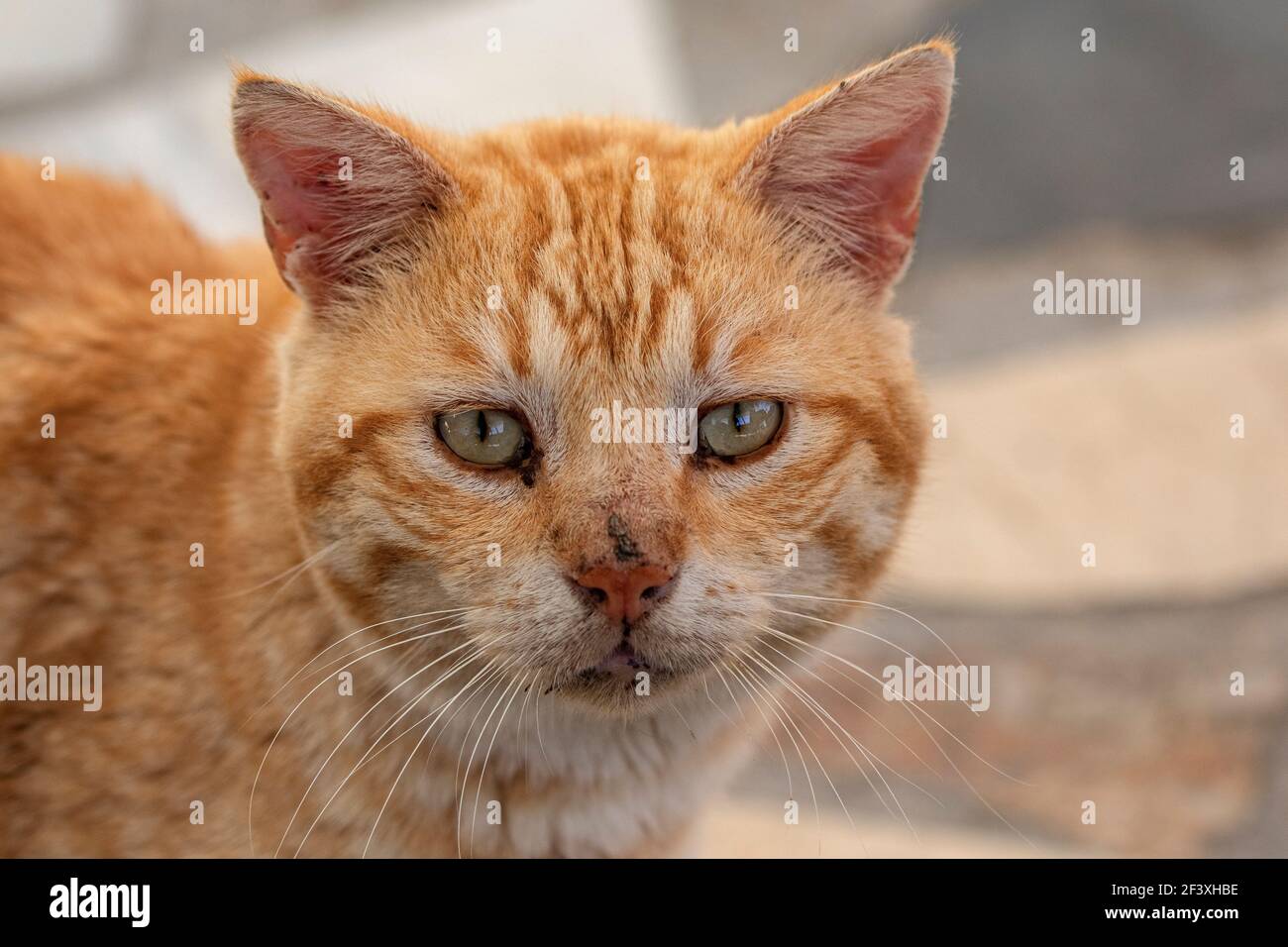 Cat Portrait in greek tavern on crete Stock Photo - Alamy