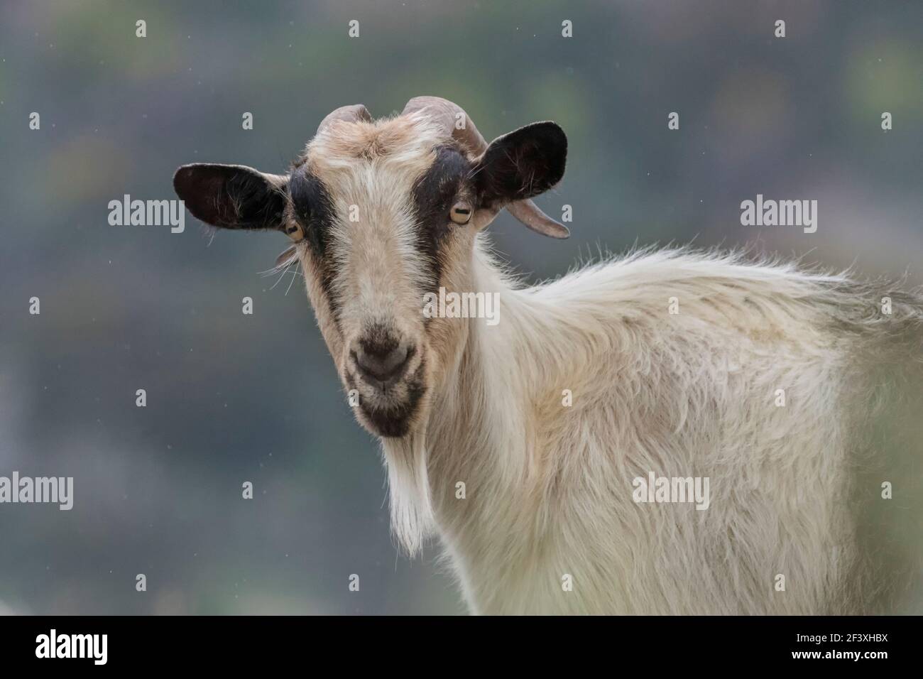 Goat from Crete in portrait Stock Photo - Alamy