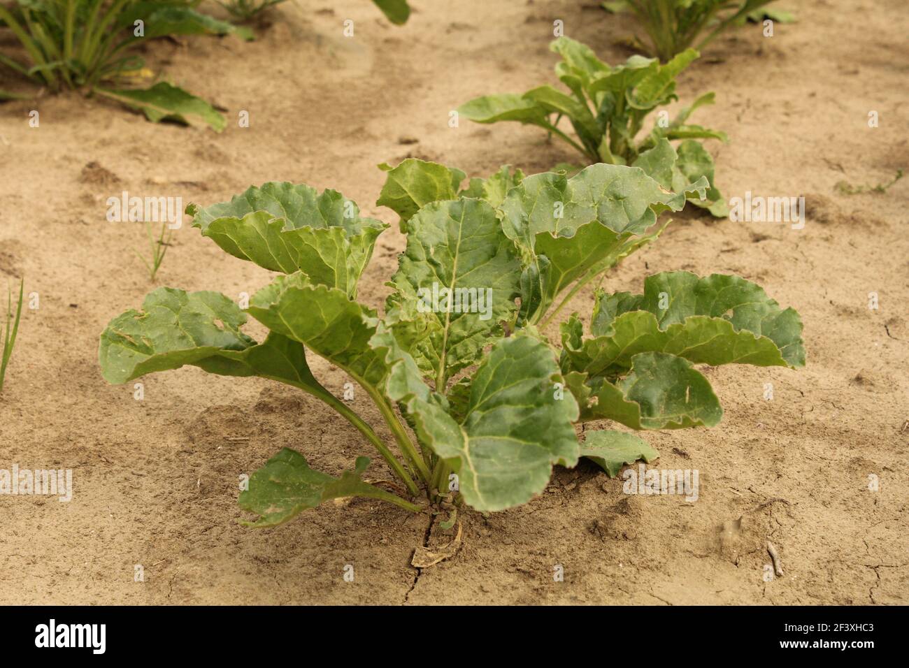 Sugar beet plant hi-res stock photography and images - Alamy