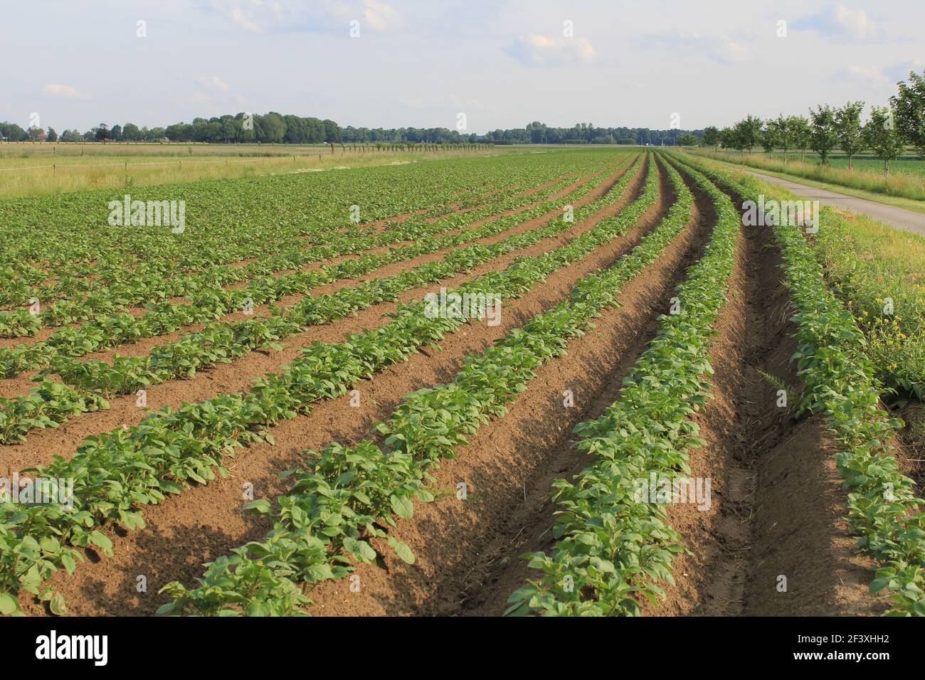 Curved potato hi-res stock photography and images - Alamy