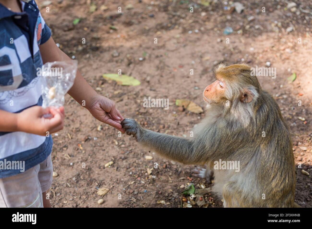 monkey taking food from boy hand kind Stock Photo - Alamy