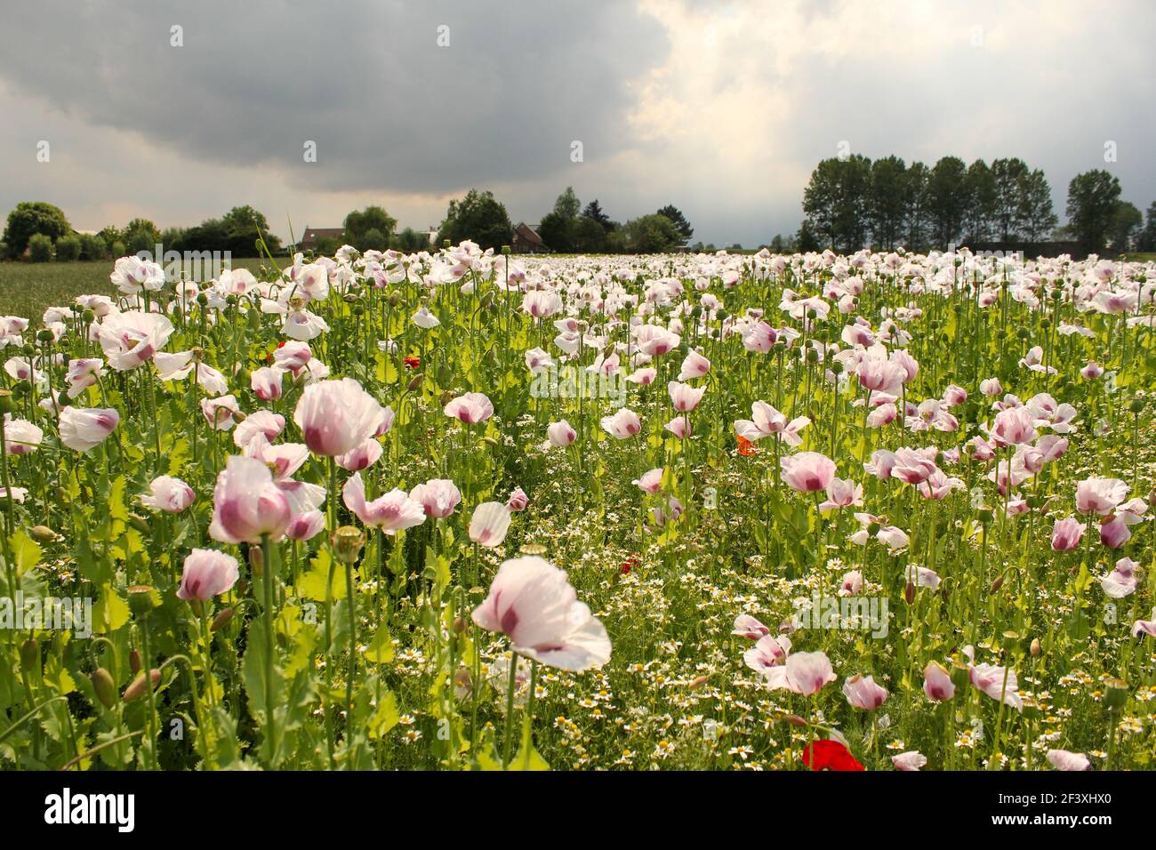 a papaver poppy field with white flowers in the countryside in the ...