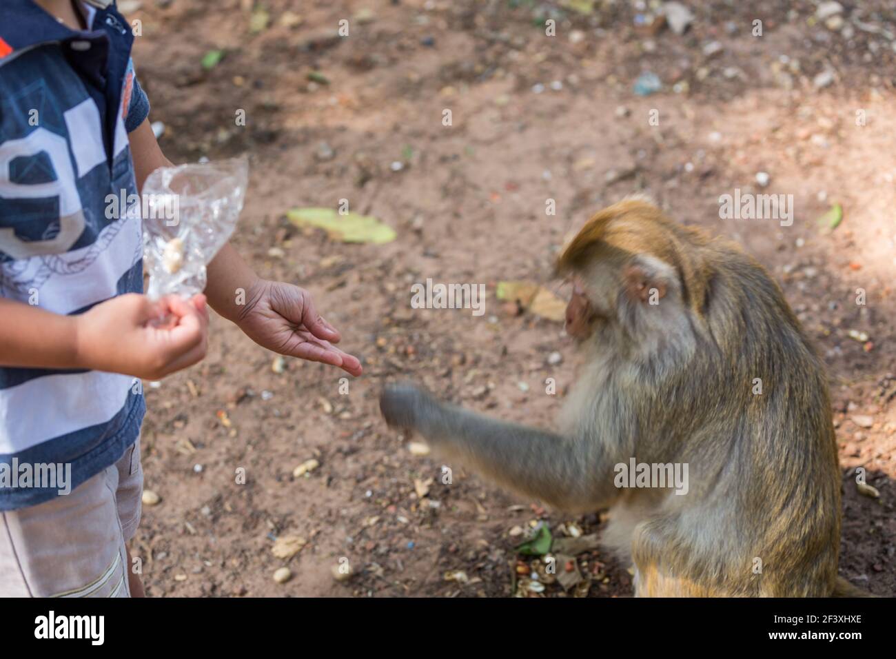 monkey taking food from boy hand kind Stock Photo - Alamy