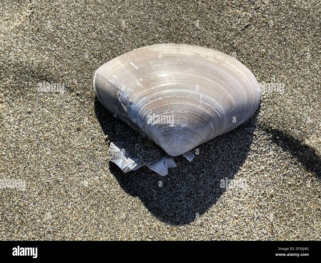 A top view of a beautiful shell on the beach with the reflection of ...