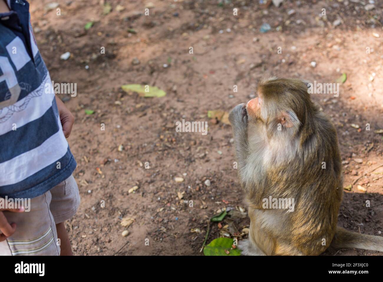 monkey taking food from boy hand kind Stock Photo - Alamy
