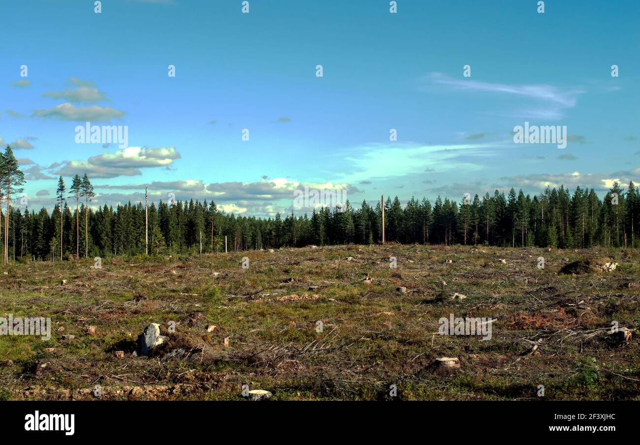 Taiga deforestation hi-res stock photography and images - Alamy