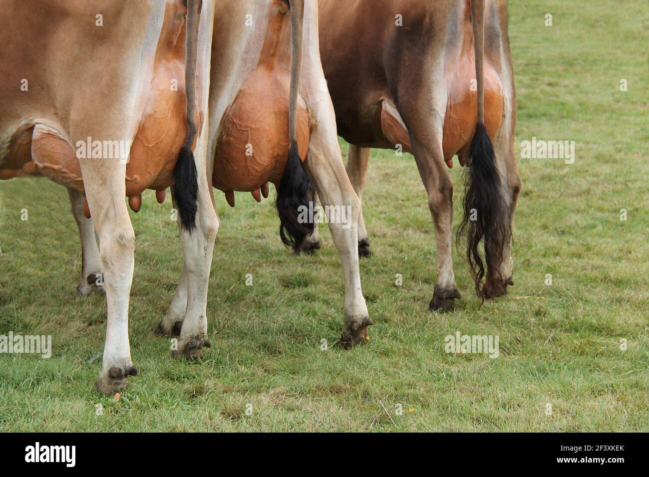 The Rear and Udders of Three Farm Dairy Cows Stock Photo - Alamy