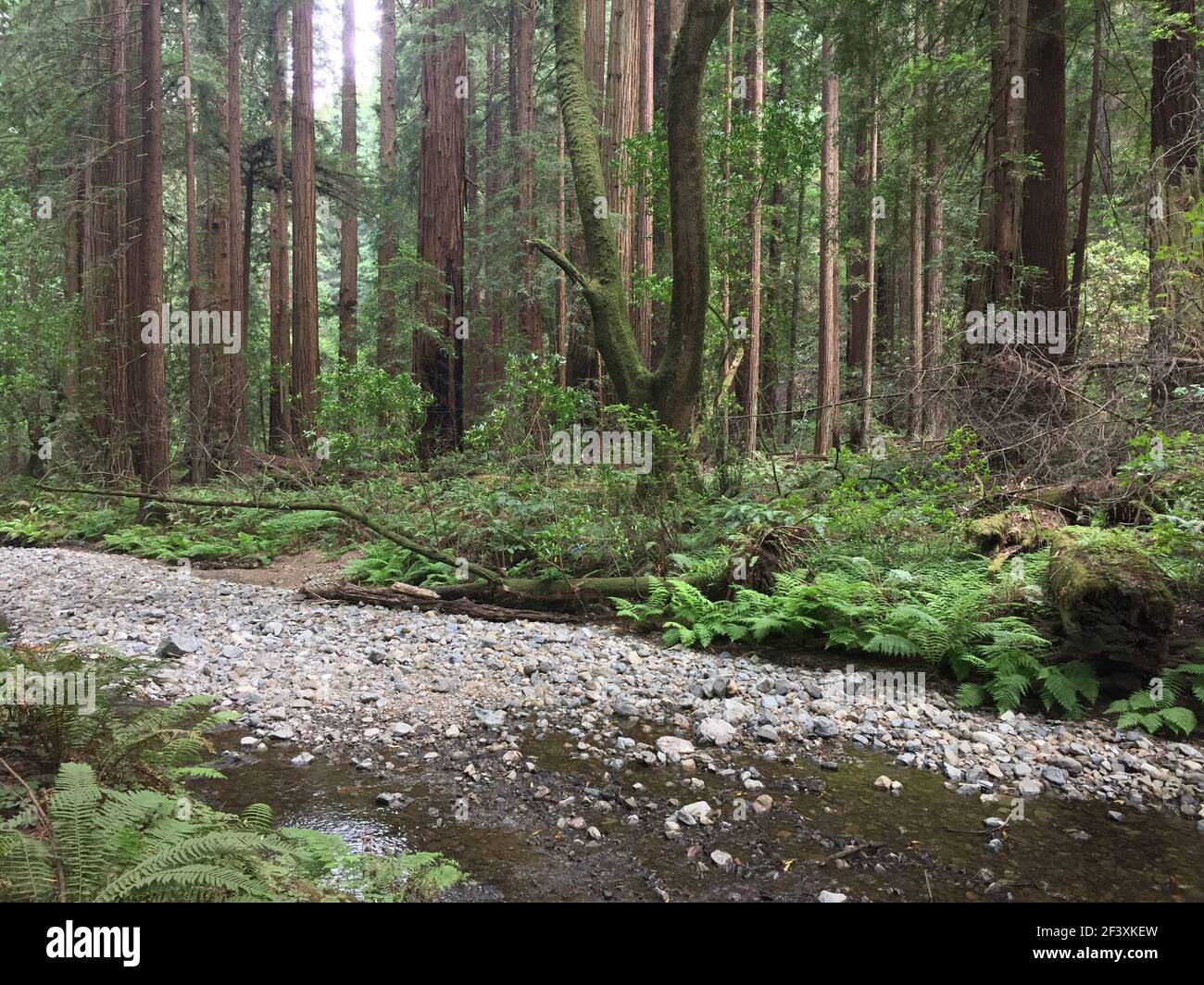 The giant sequoia redwood trees and ferns in Muir Woods, California ...