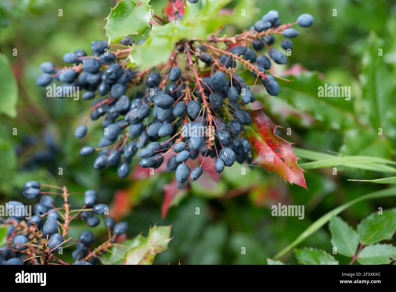 Fruits of Mahonia aquifolium close-up Stock Photo - Alamy