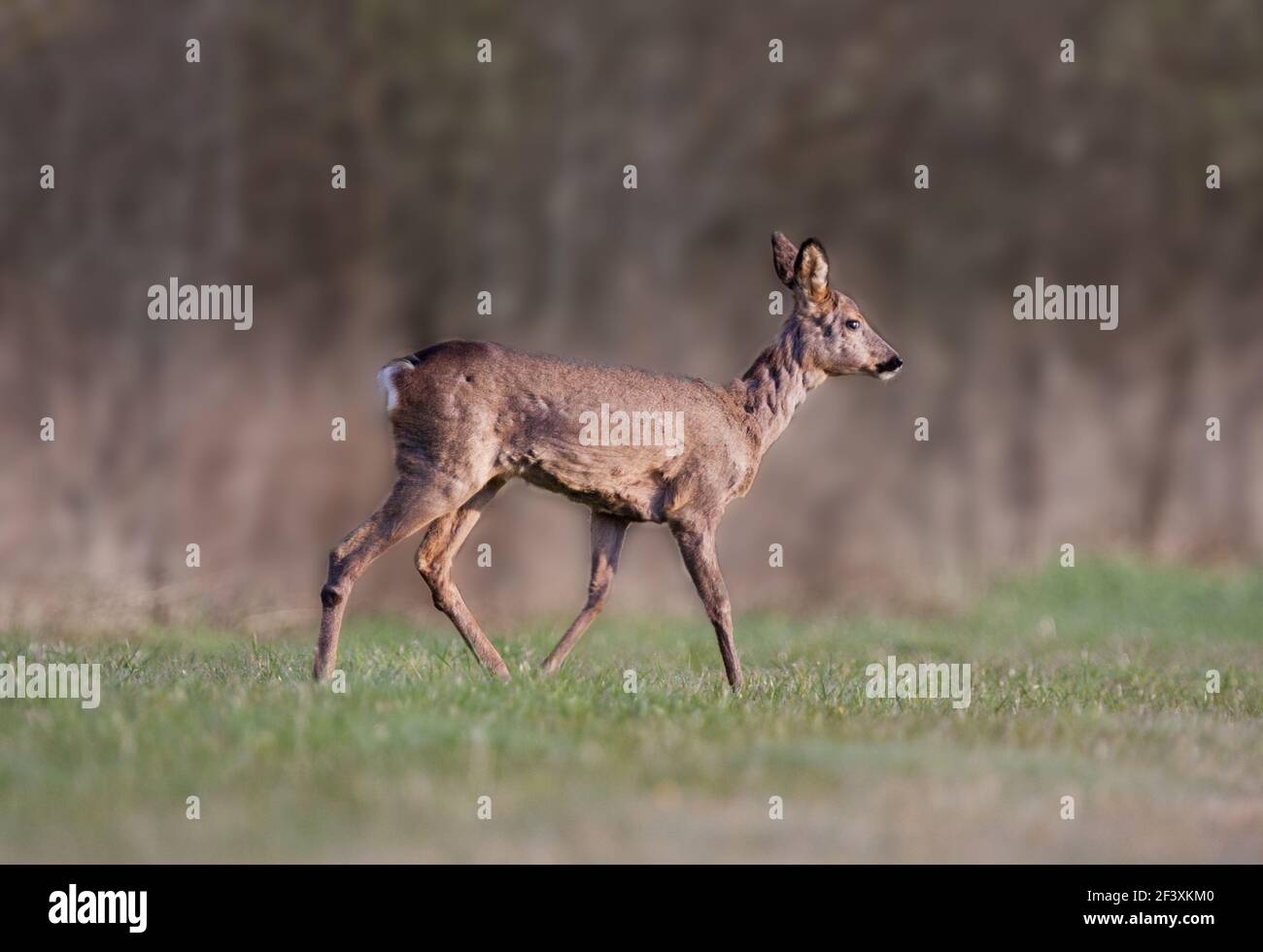 Doe in background hi-res stock photography and images - Alamy