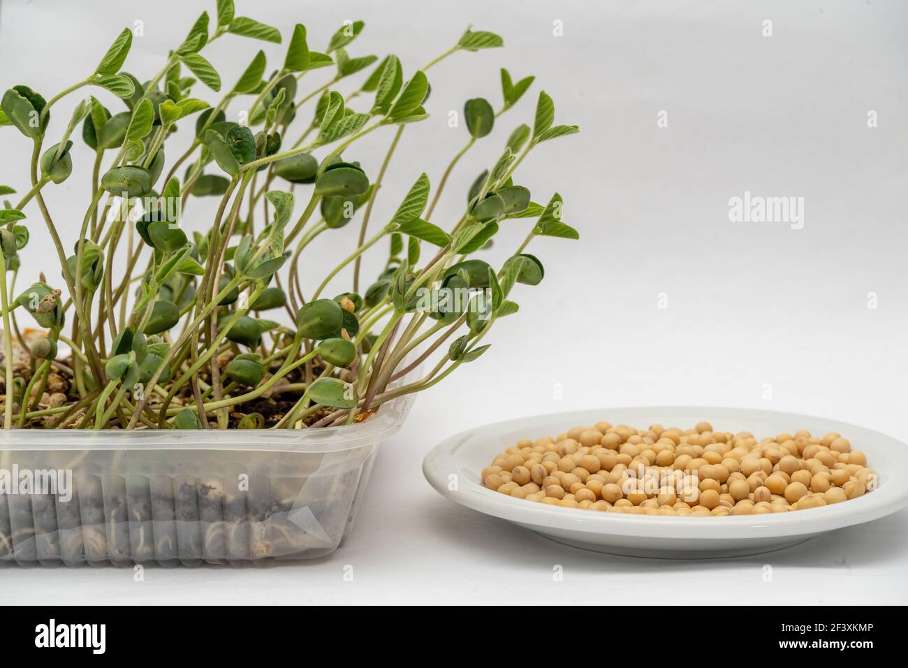 A box of growing microgreen soya and beans on a white background Stock ...