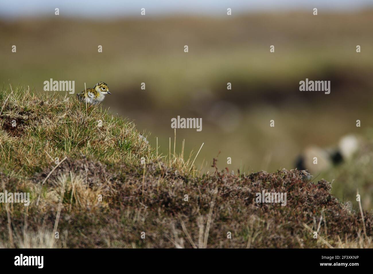 Baby golden plover hi-res stock photography and images - Alamy