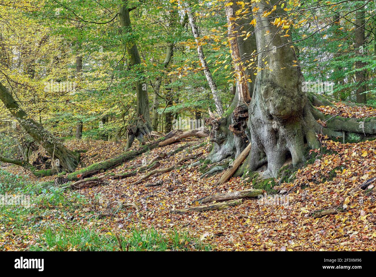 Autumn scene in a natural forest with dead wood and old beeches Stock ...