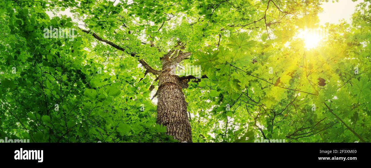 Old oak tree foliage in morning light with sunlight Stock Photo - Alamy