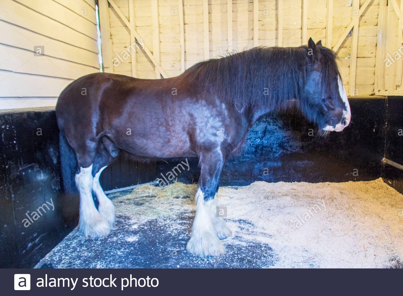Shire Horse Head High Resolution Stock Photography and Images - Alamy