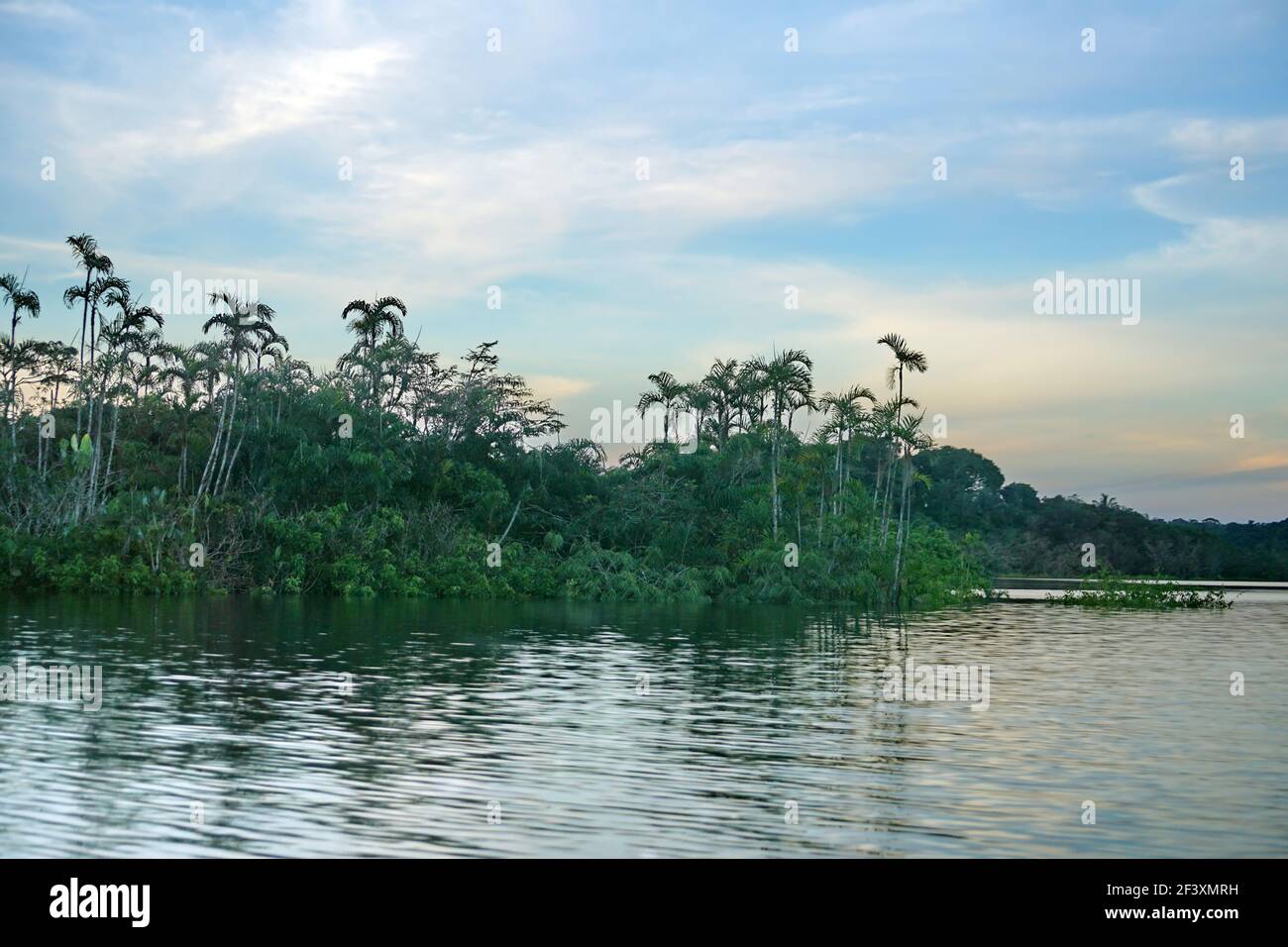 Palm trees in the flooded jungle on a spit of land in Laguna Grande in ...