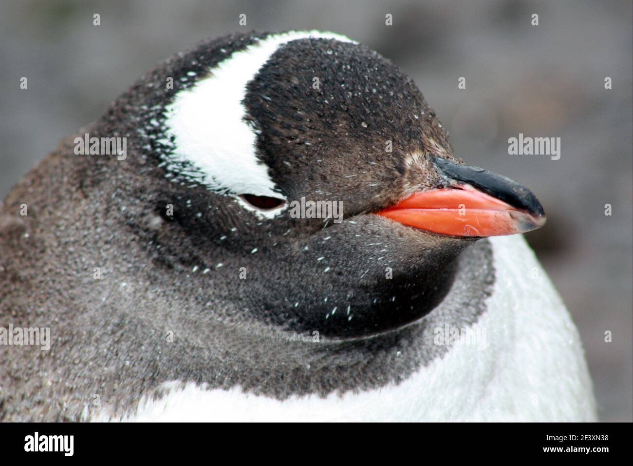 Up close penguin observation hi-res stock photography and images - Alamy