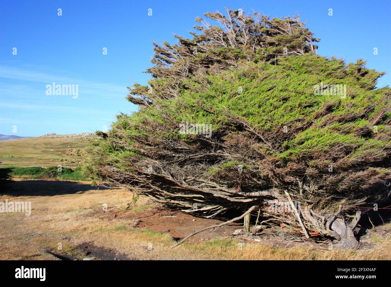 Tree drawn by the wind in the Falkland Islands, Malvinas Stock Photo ...
