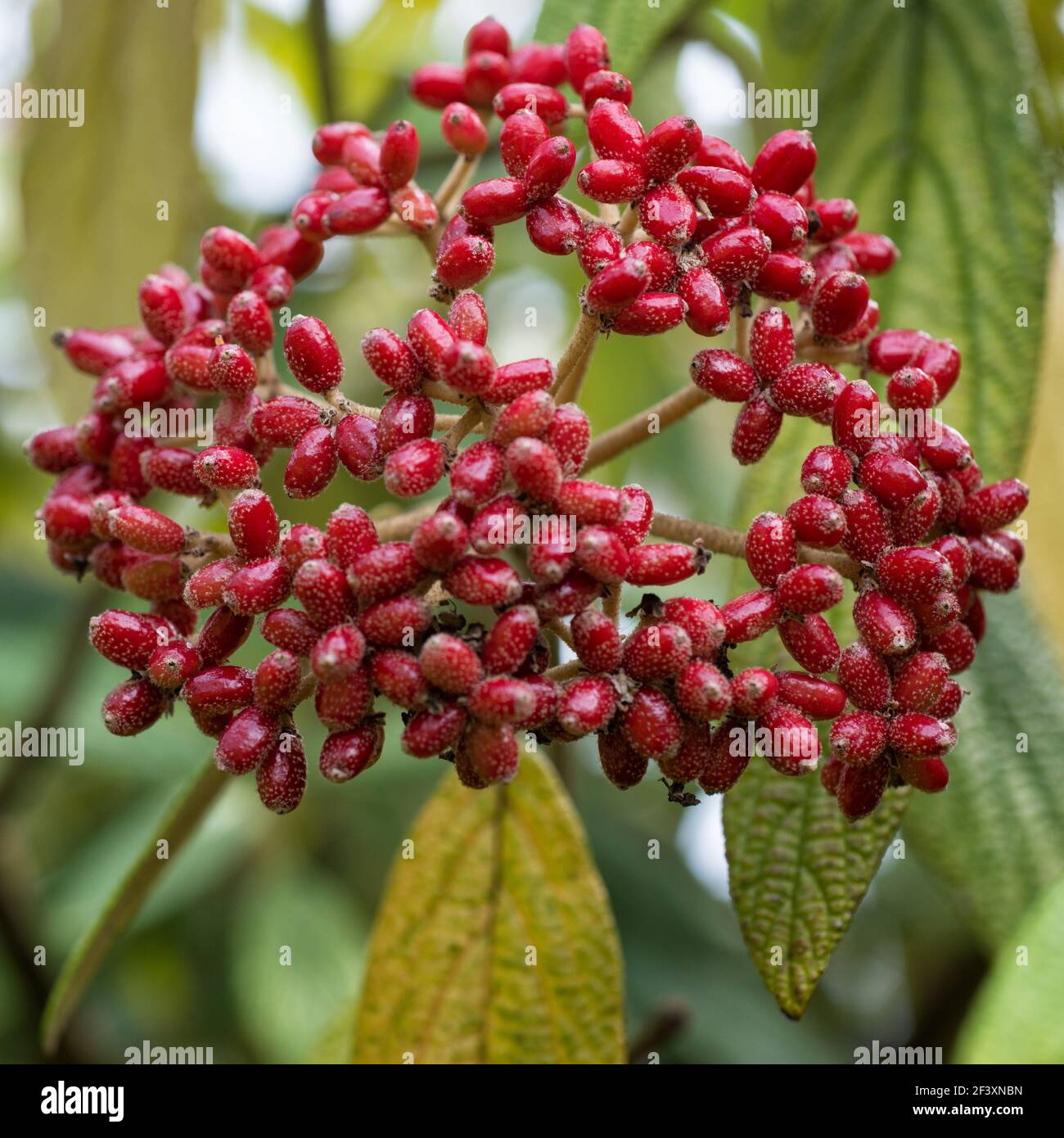 Red Fruits Viburnum rhytidophyllum in the garden Stock Photo - Alamy