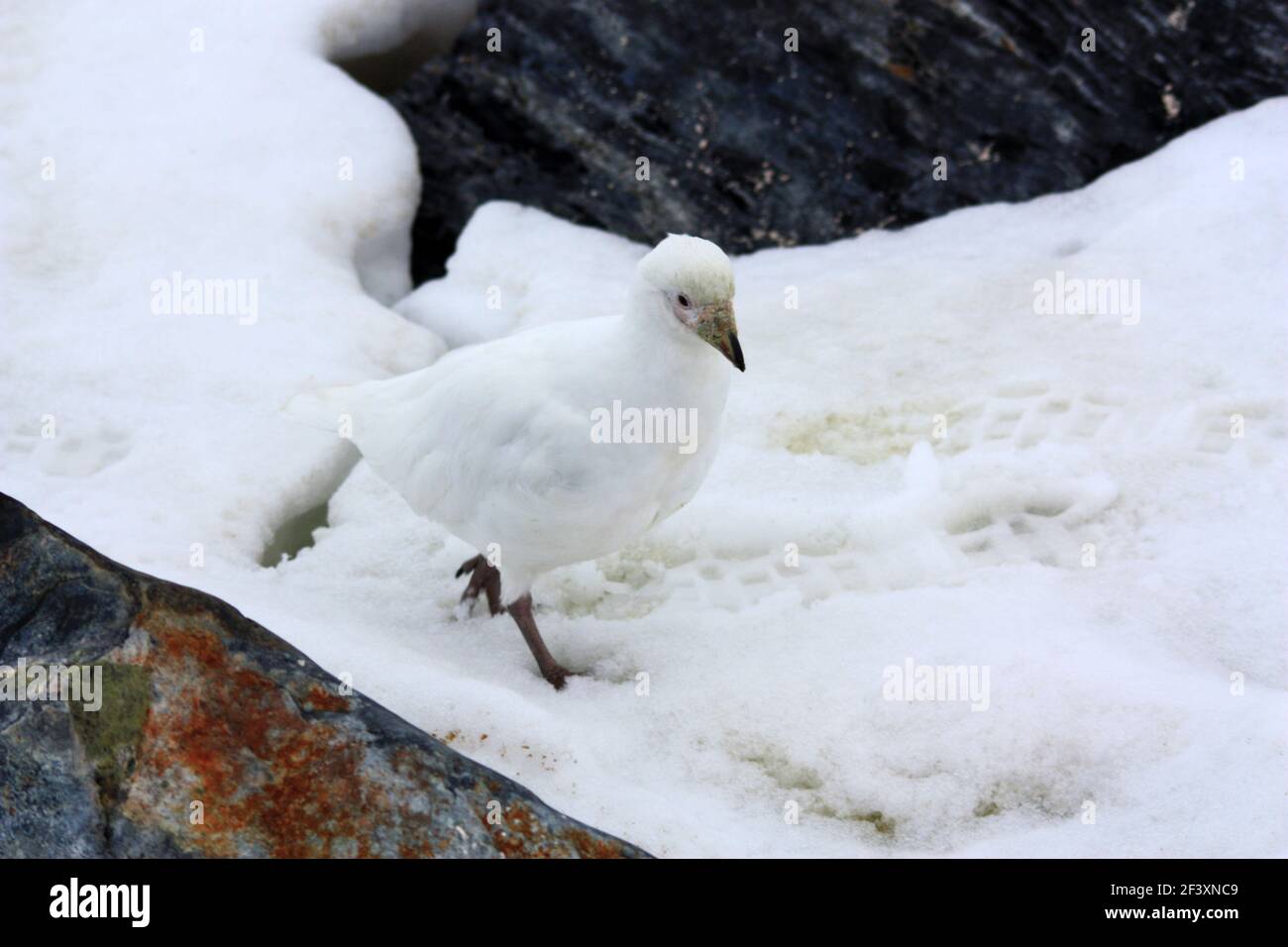 White-faced sheathbill or Snowy sheathbill in the, Antarctica Stock ...