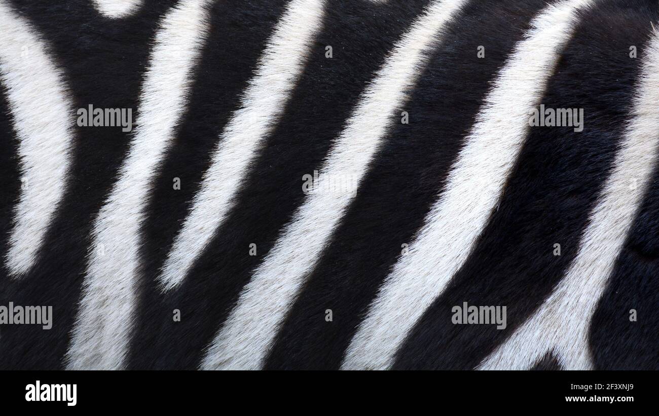 real photo e of a zebra's skin in the zoo of Budapest Stock Photo - Alamy